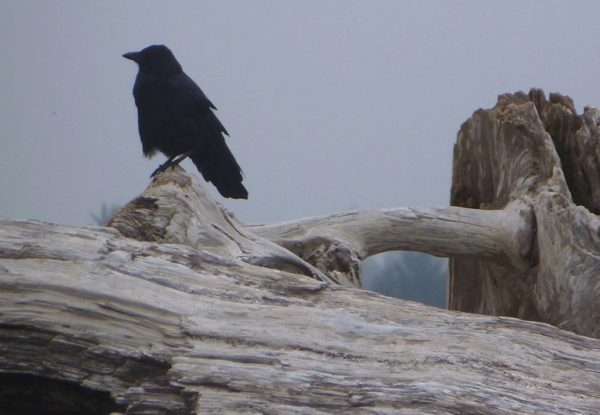 Judith-Crow- | Spirit Wind Studio